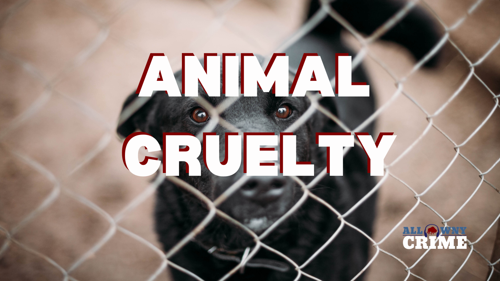 Three adults arraigned animal cruelty charges – All WNY