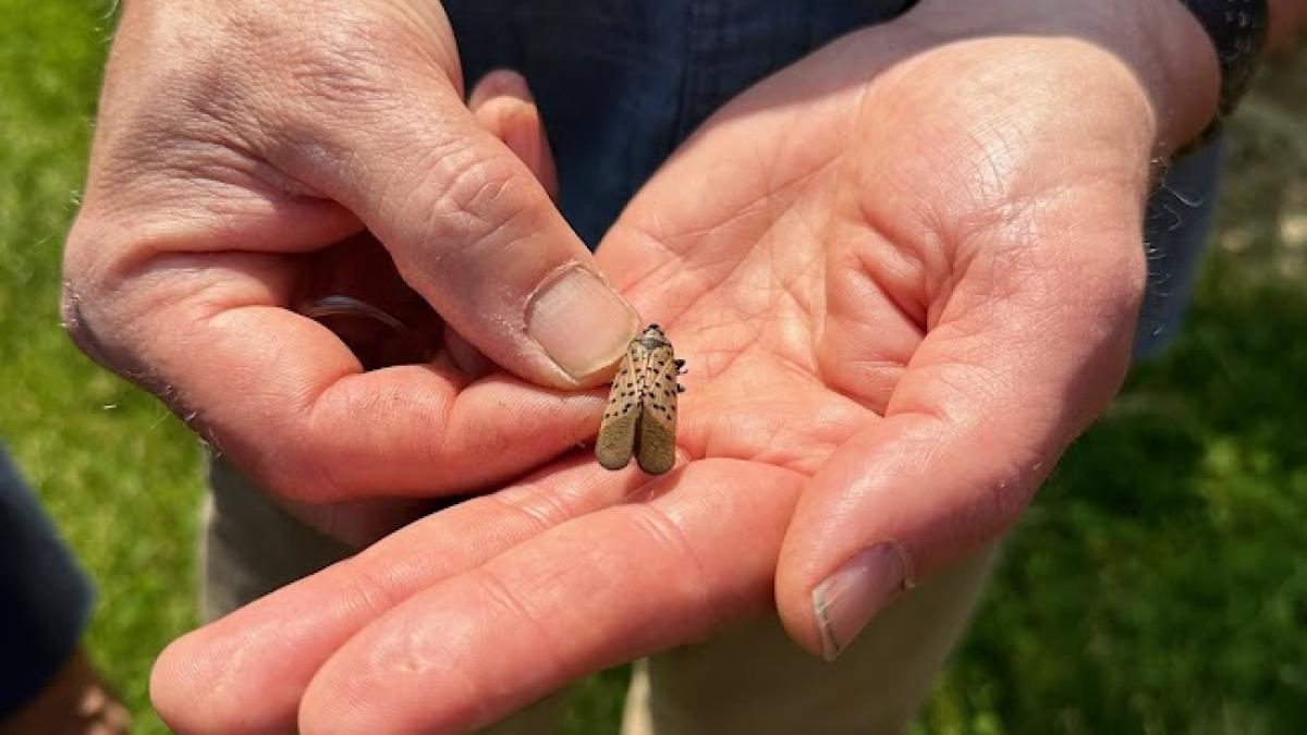 Rep. Morelle introduces legislation to combat invasive ‘spotted ...