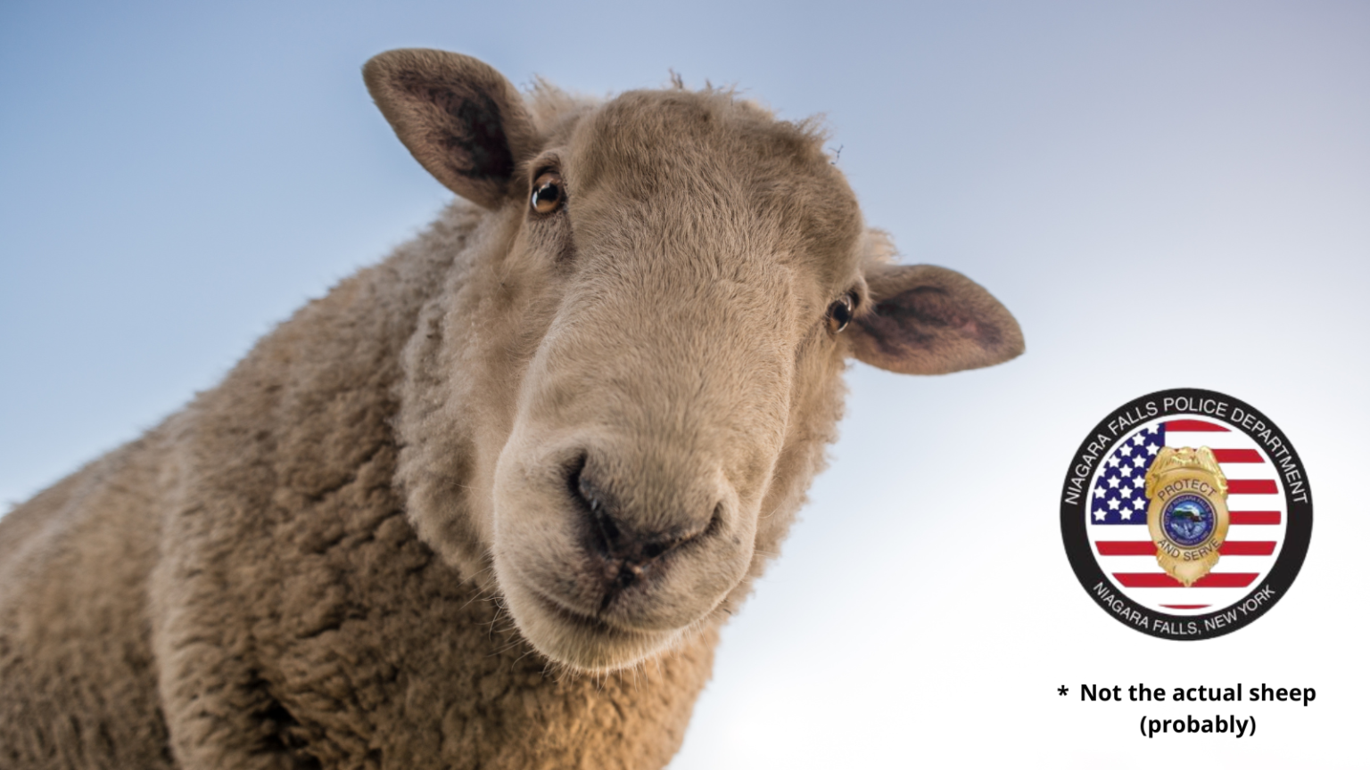 Sheep on the lam caught by Niagara Falls PD – All WNY
